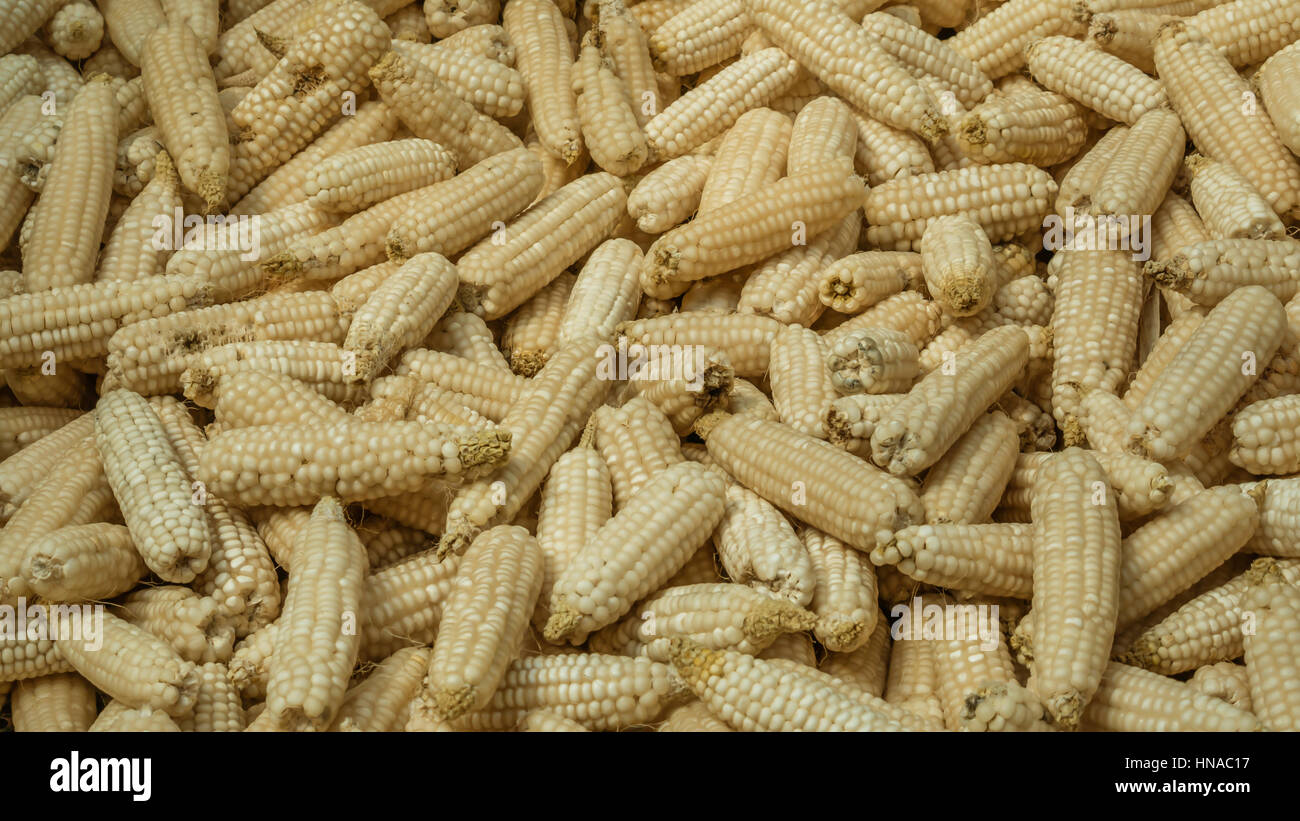 A lot of corn on the ground Stock Photo - Alamy