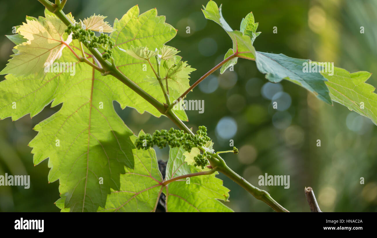bunch of grapes beginning to form on the vine Stock Photo - Alamy