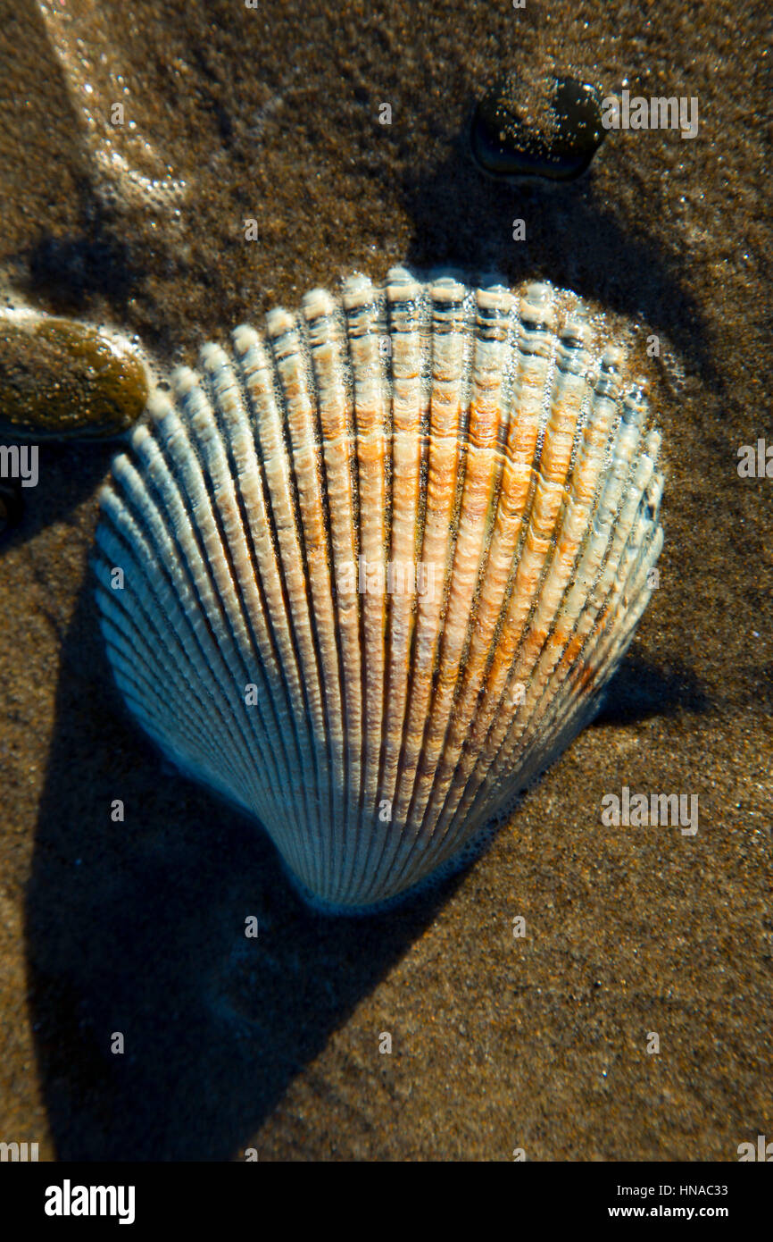 Cockle shell, Bayocean Peninsula, Tillamook County, Oregon Stock Photo ...