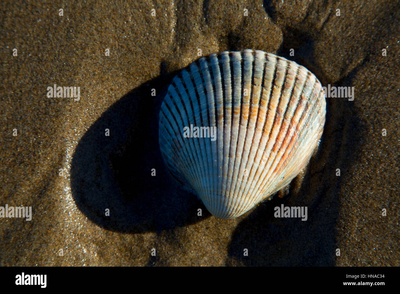 Cockle shell, Bayocean Peninsula, Tillamook County, Oregon Stock Photo ...