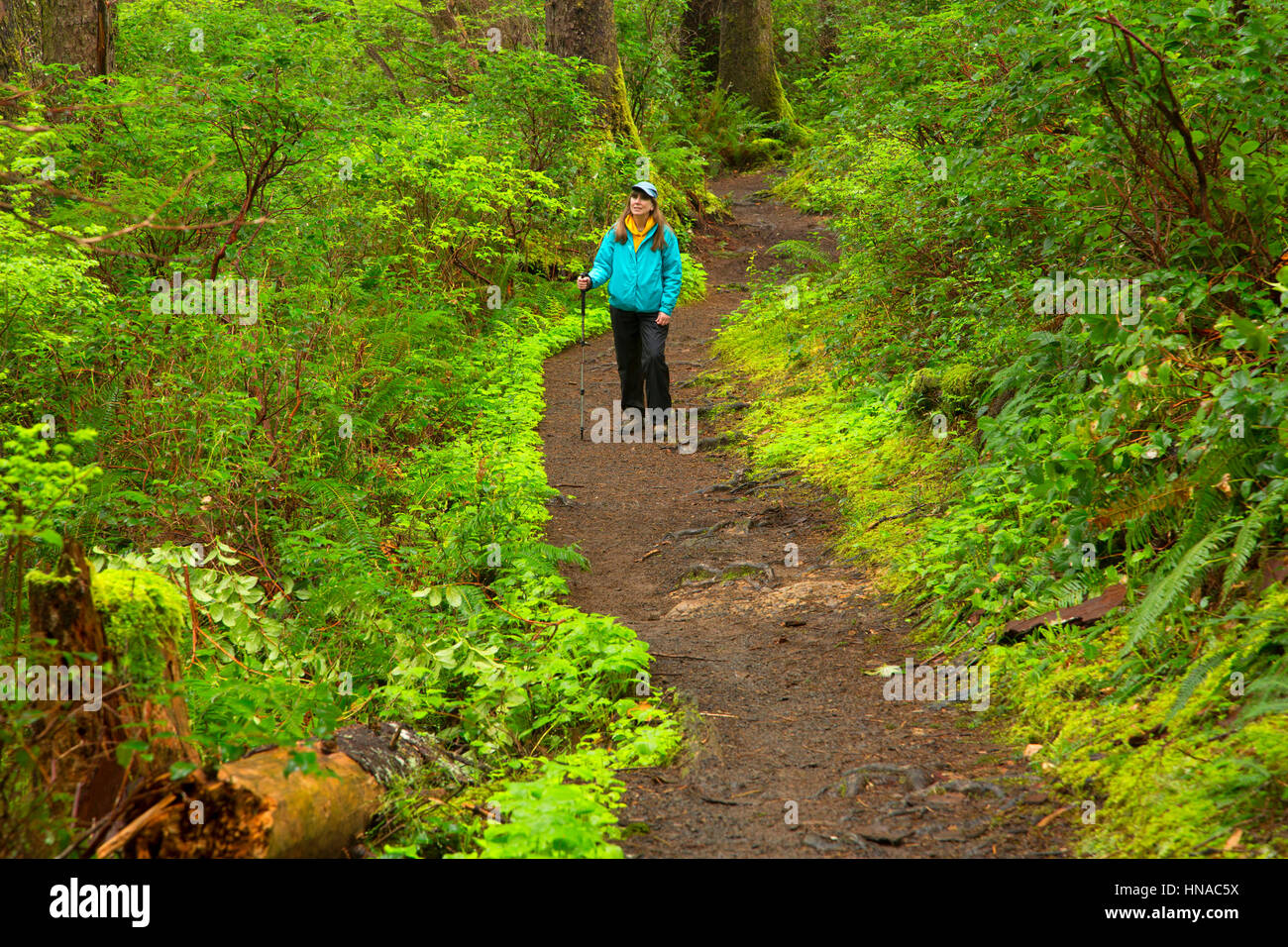Cape Falcon Trail, Oswald West State Park, Oregon Stock Photo - Alamy