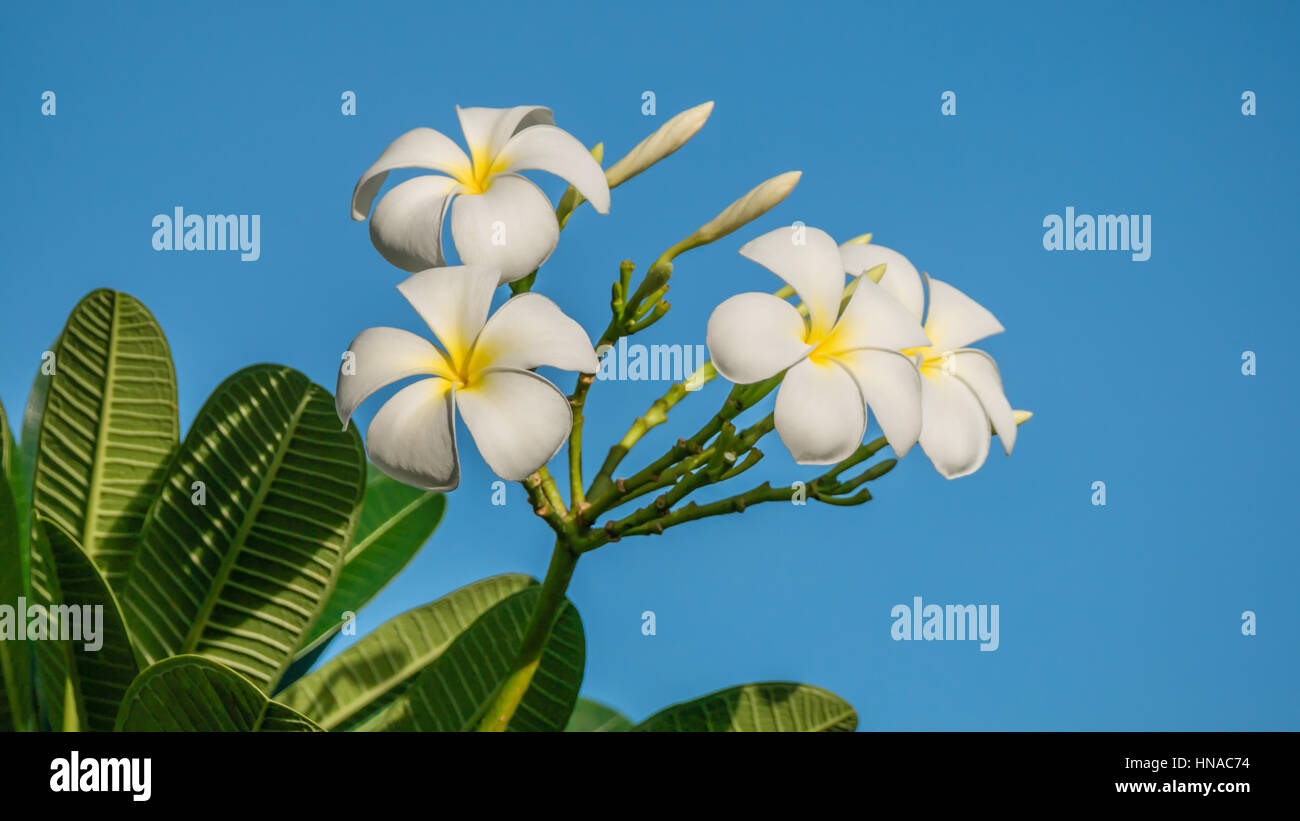 Blue Plumeria Tree