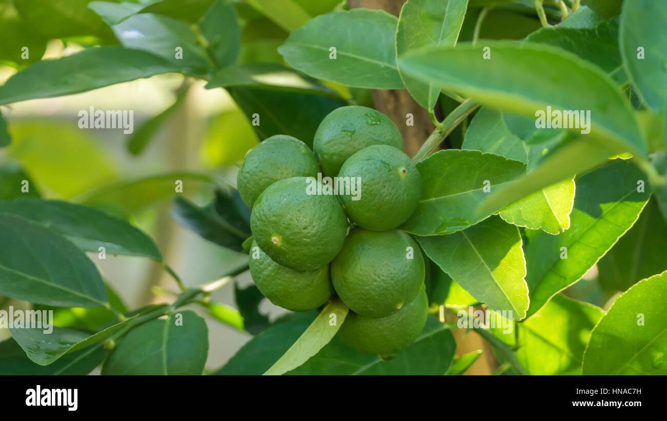 Lime green tree hanging from the branches of it Stock Photo - Alamy