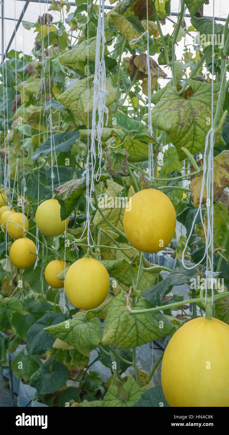 Yellow melon hanging on tree in field Stock Photo - Alamy