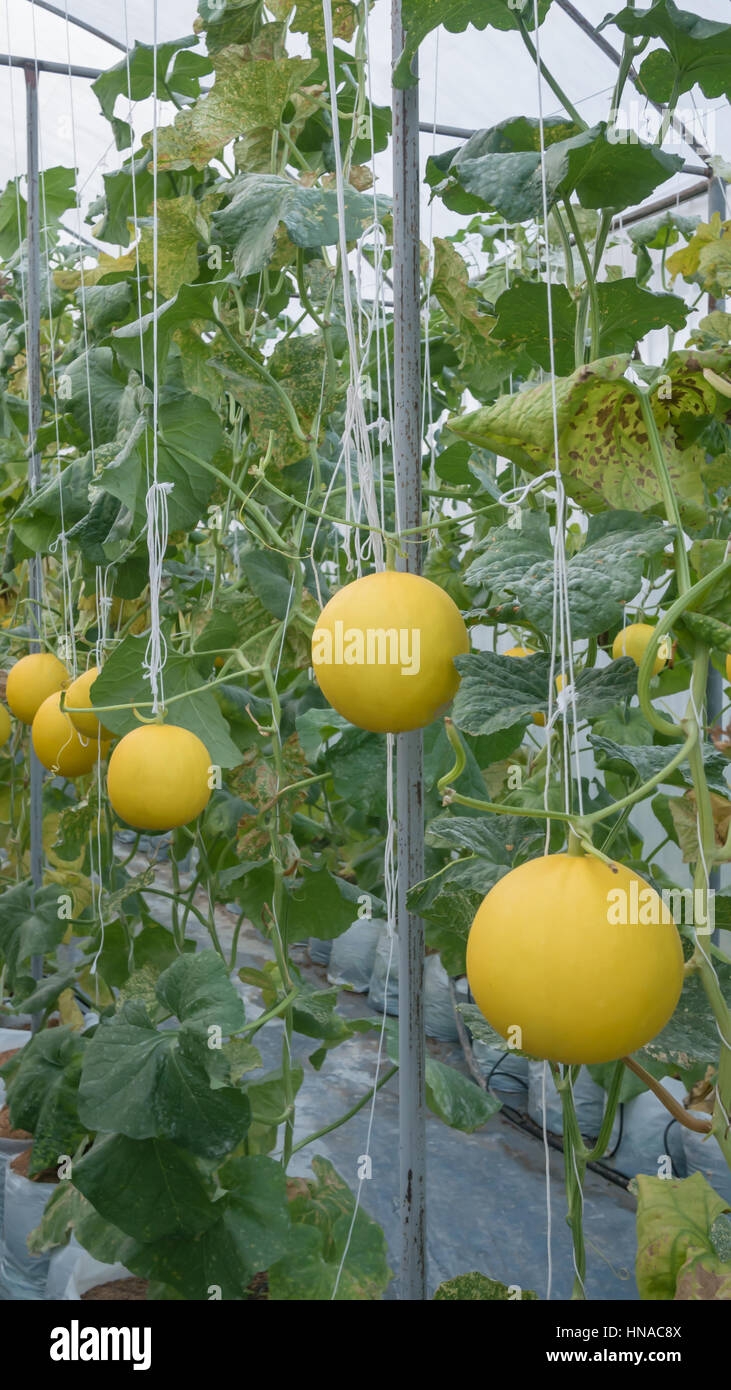 Yellow melon hanging on tree in field Stock Photo - Alamy