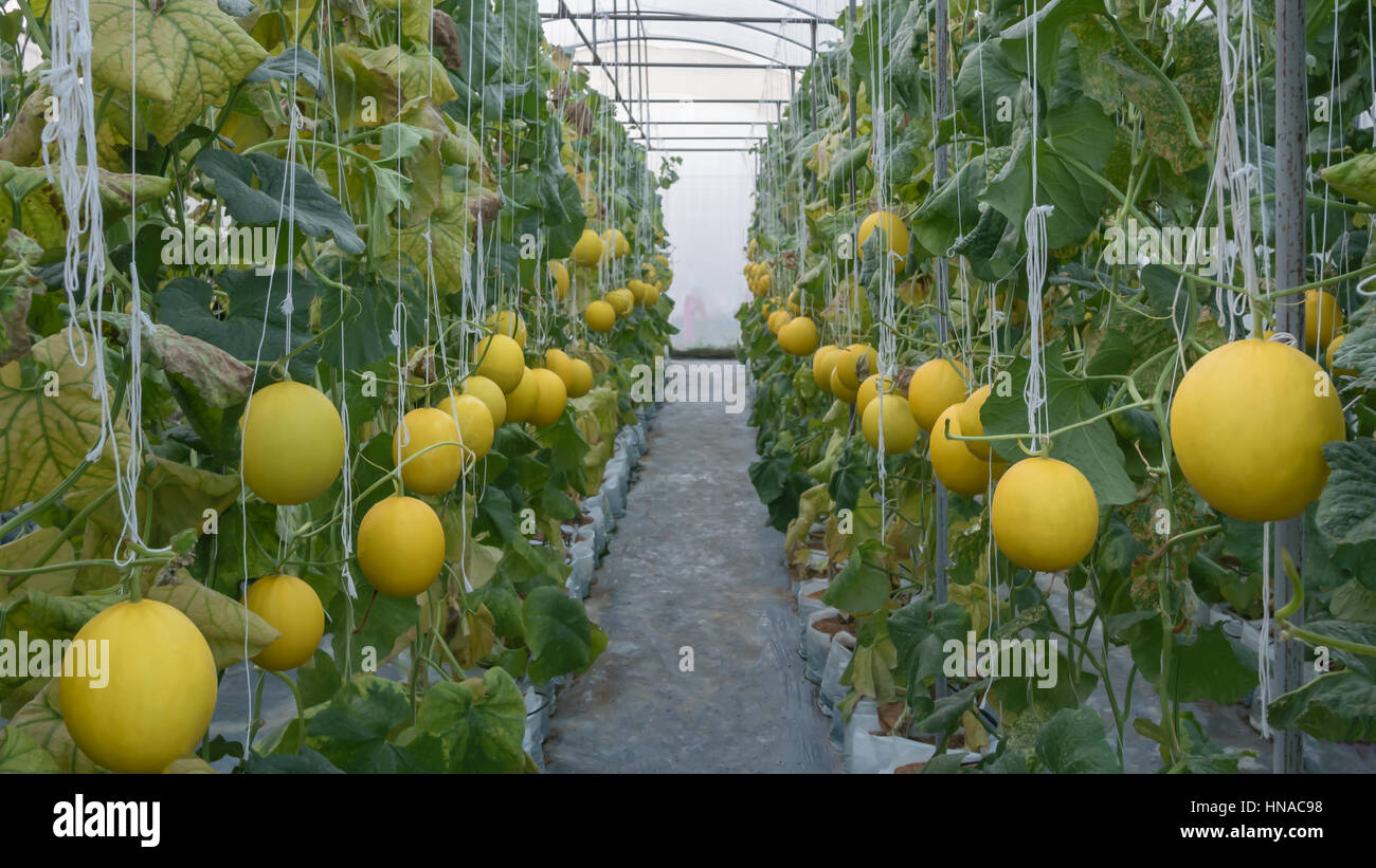 Yellow melon hanging on tree in field Stock Photo - Alamy