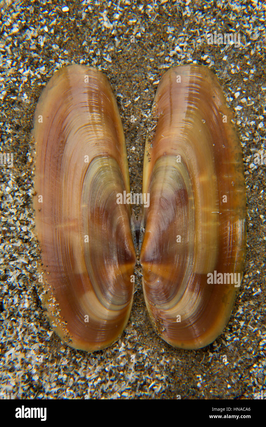 Razor clam shell at Short Sand Beach, Oswald West State Park, Oregon ...