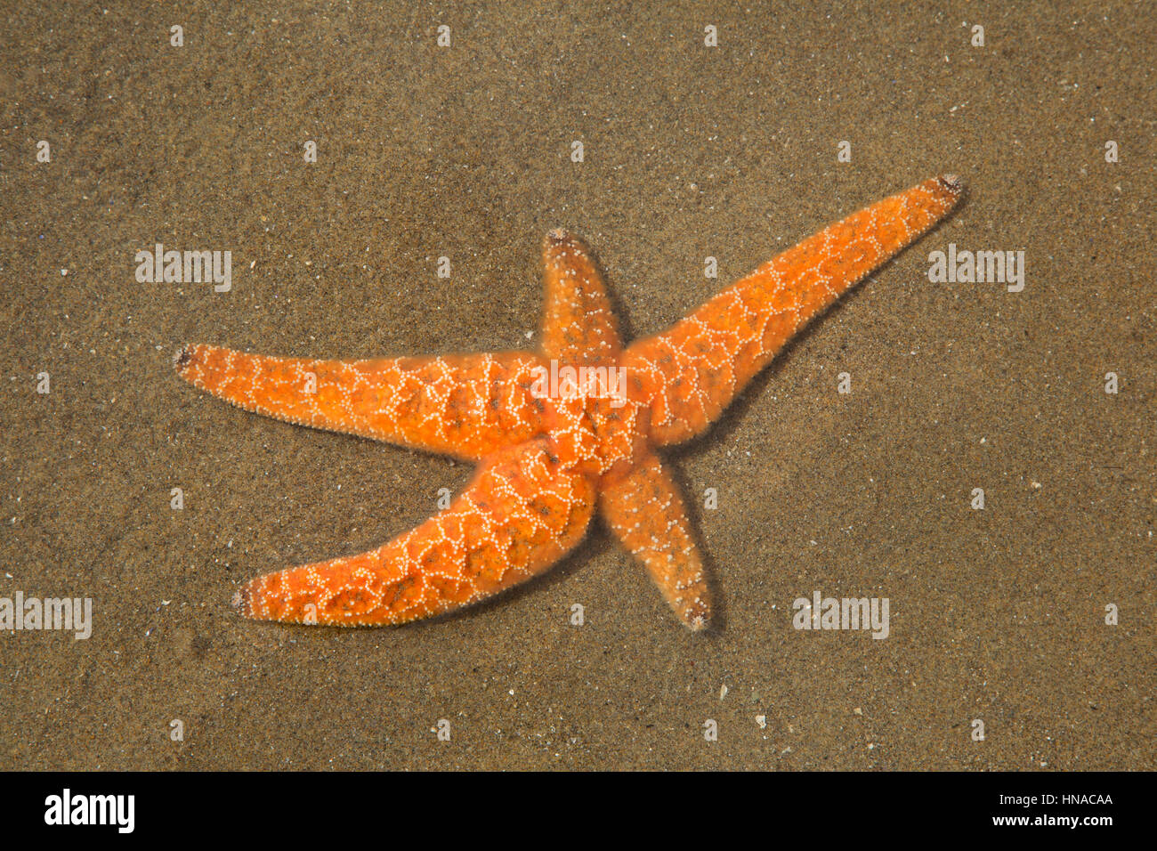 Starfish at Short Sand Beach, Oswald West State Park, Oregon Stock ...