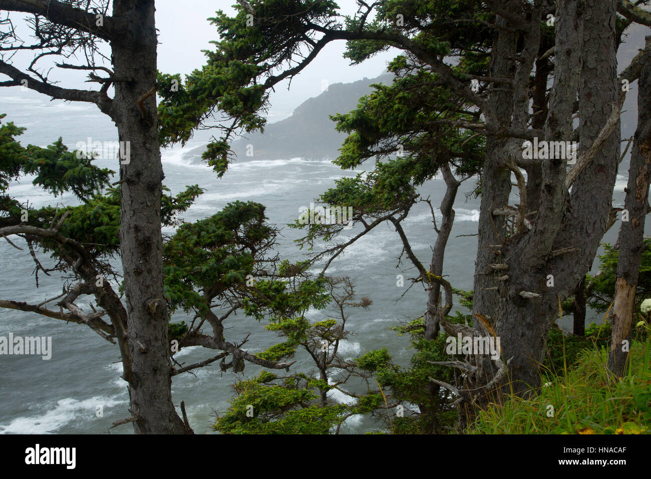 Coast view through Sitka spruce (Picea sitchensis) from Cape Falcon ...