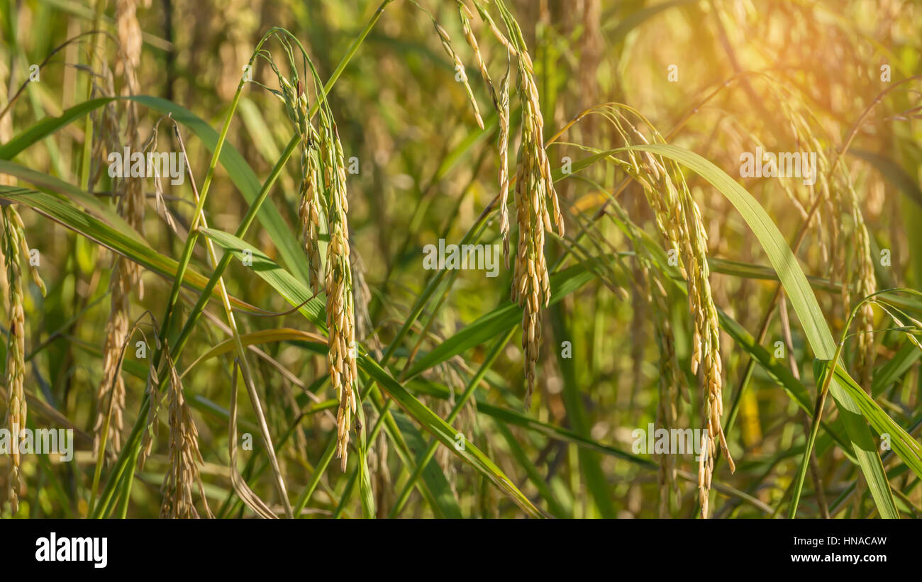 Asia green rice field hi-res stock photography and images - Alamy
