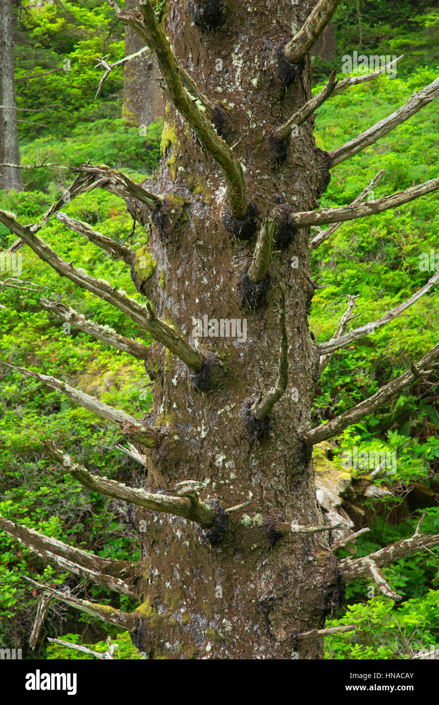 Sitka spruce (Picea sitchensis) forest along Cape Falcon Trail (Oregon ...