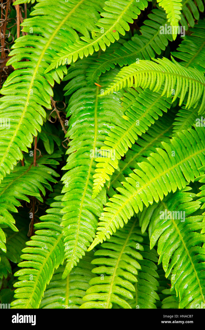 Deer fern along Cape Falcon Trail (Oregon Coast Trail), Oswald West ...