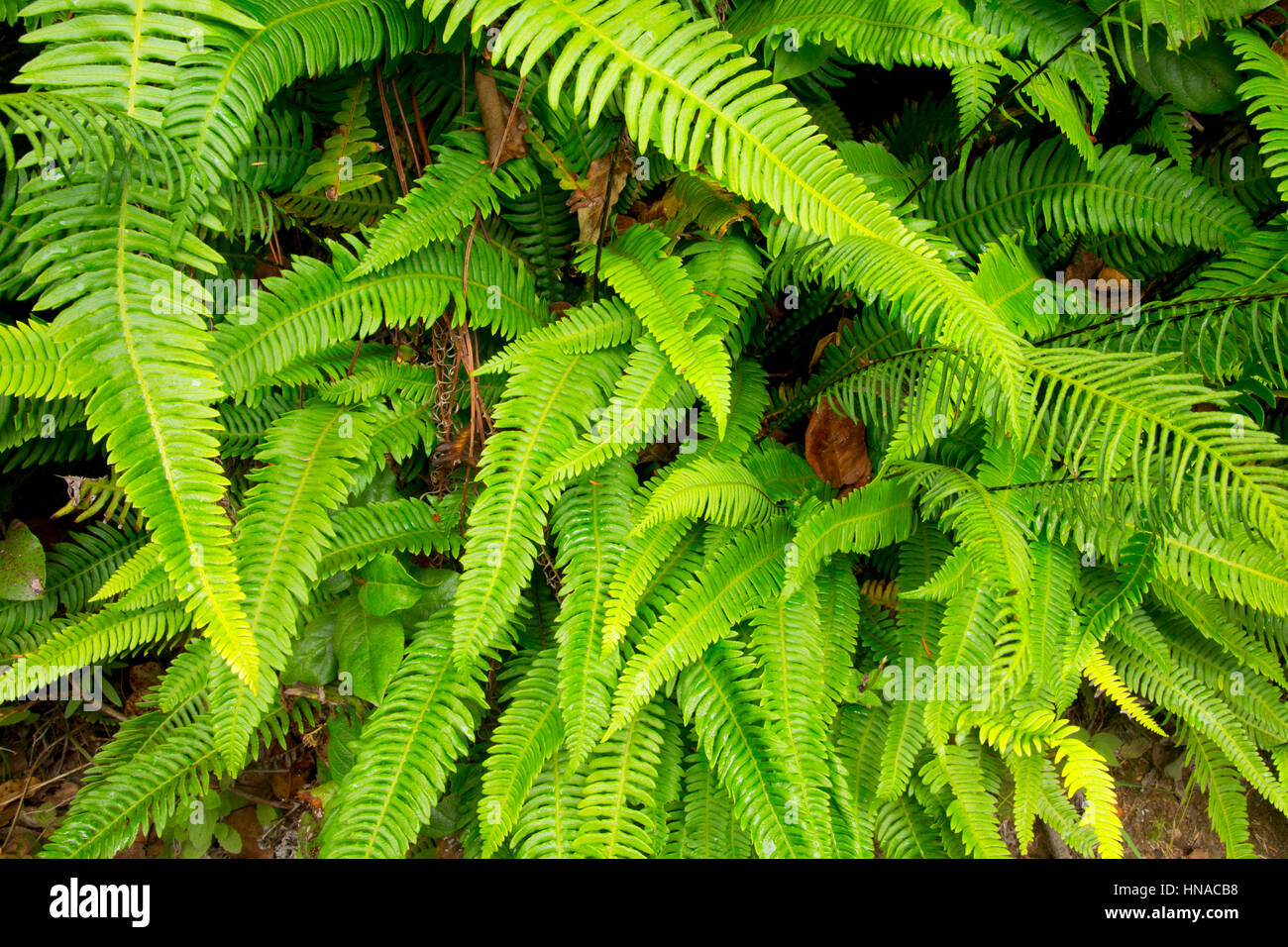 Deer fern along Cape Falcon Trail (Oregon Coast Trail), Oswald West ...