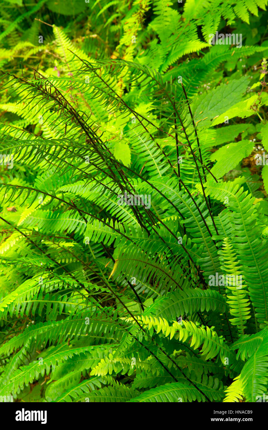 Deer fern along Cape Falcon Trail (Oregon Coast Trail), Oswald West ...