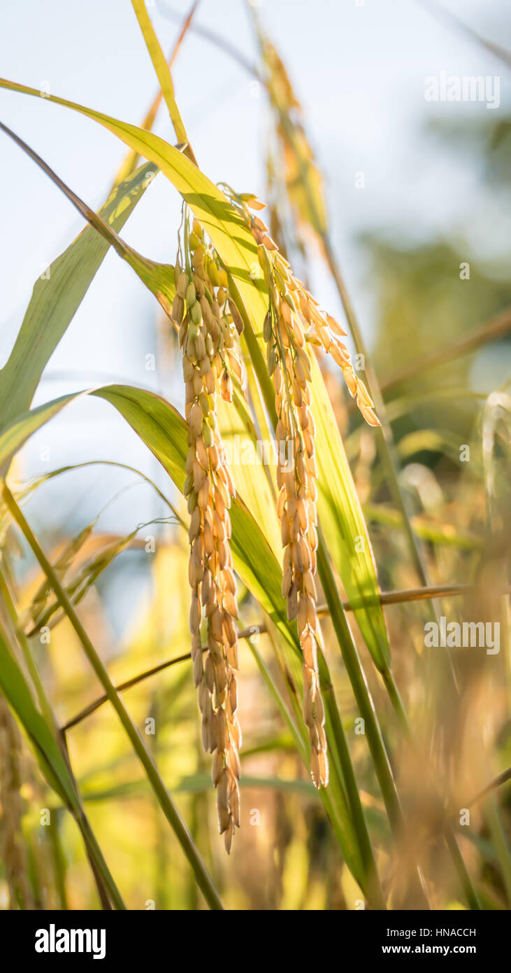 Green rice field hi-res stock photography and images - Alamy