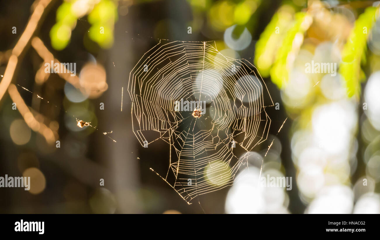 cobweb close-up with the branch in it and the bright background ...