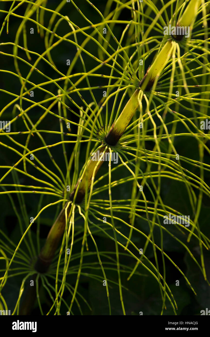 Segmented horsetail hi-res stock photography and images - Alamy