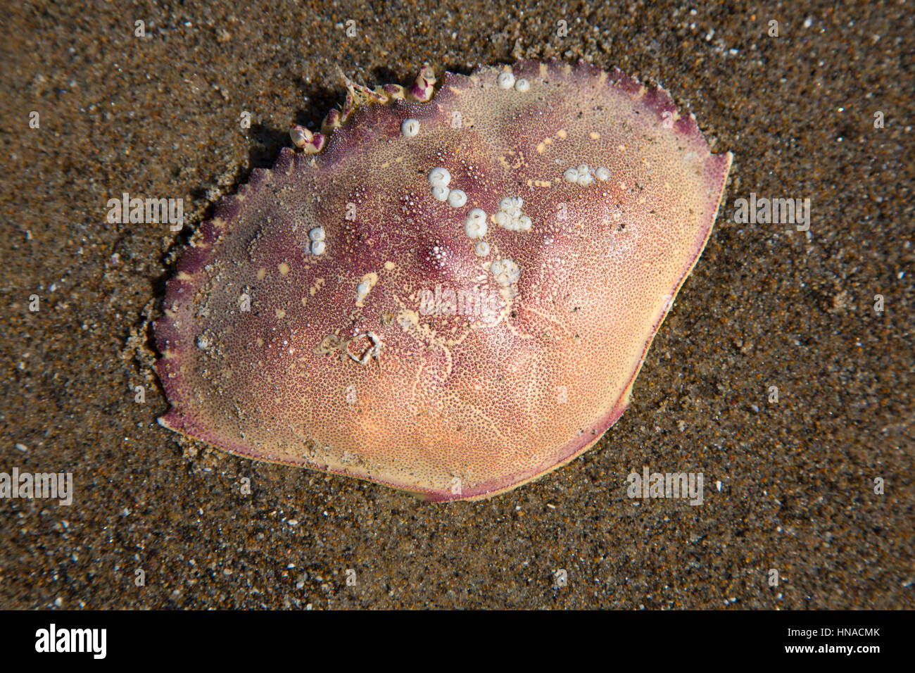 Shell of crab hi-res stock photography and images - Alamy