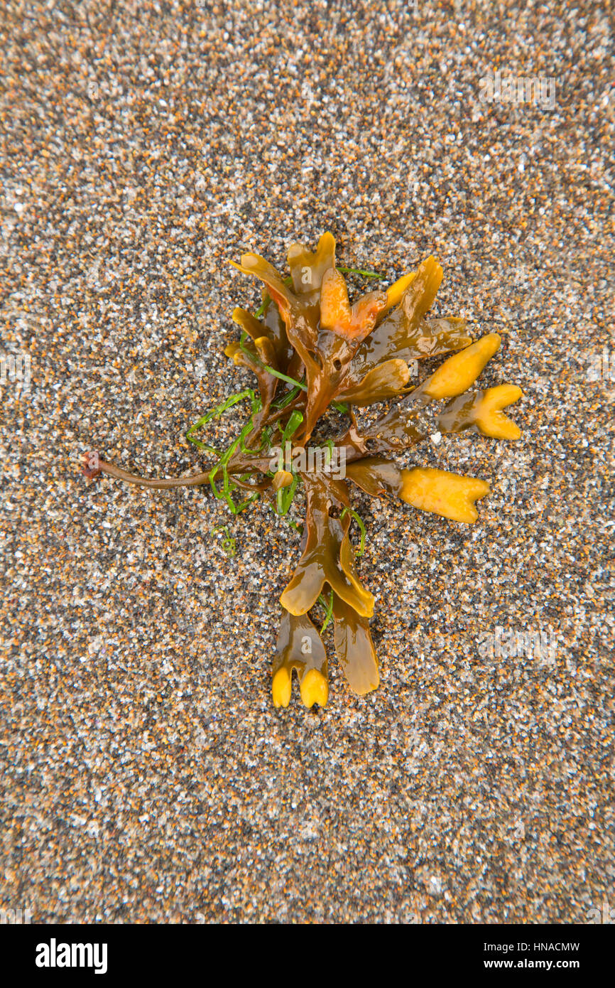 Rockweed, Neskowin Beach State Park, Oregon Stock Photo - Alamy