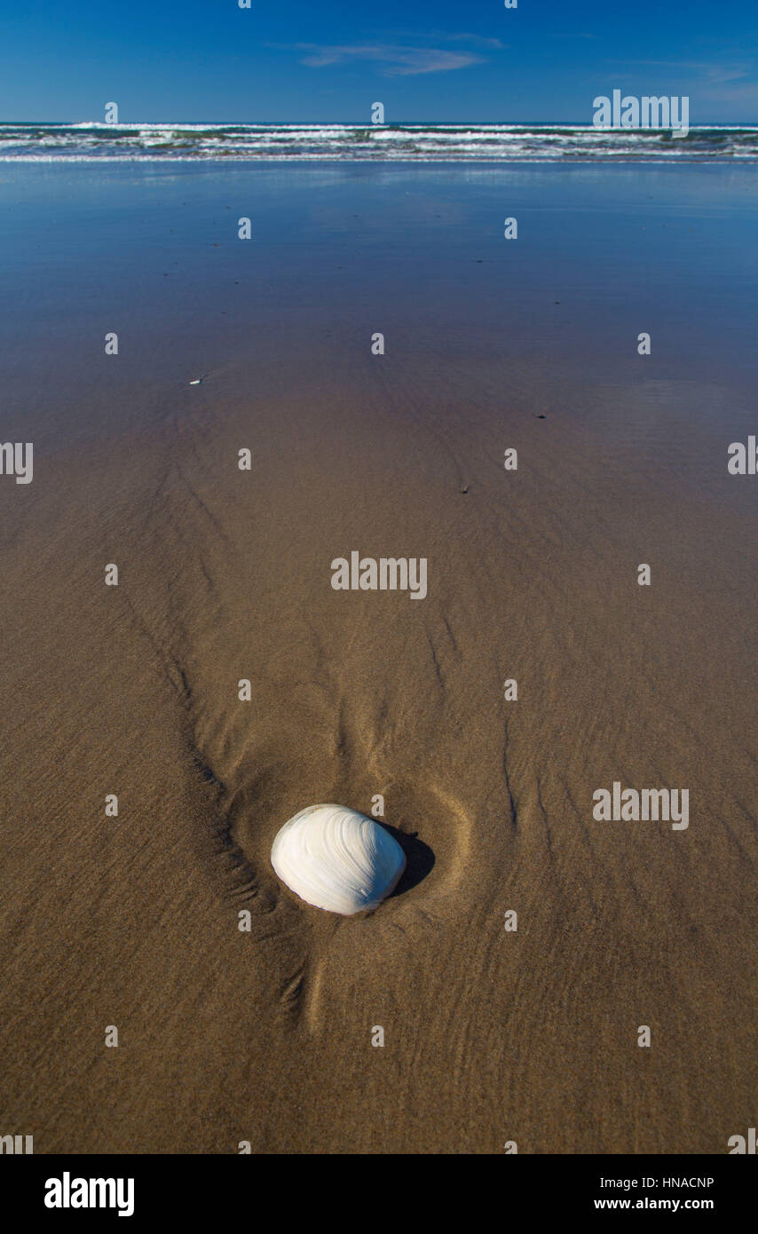 Clam shell on beach, Bayocean Peninsula, Oregon Stock Photo - Alamy