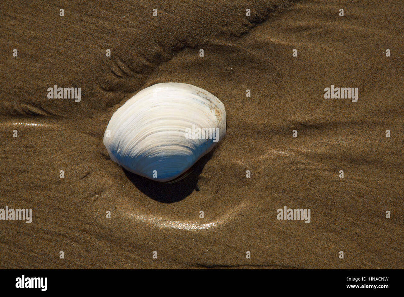Clam shell on beach, Bayocean Peninsula, Oregon Stock Photo - Alamy