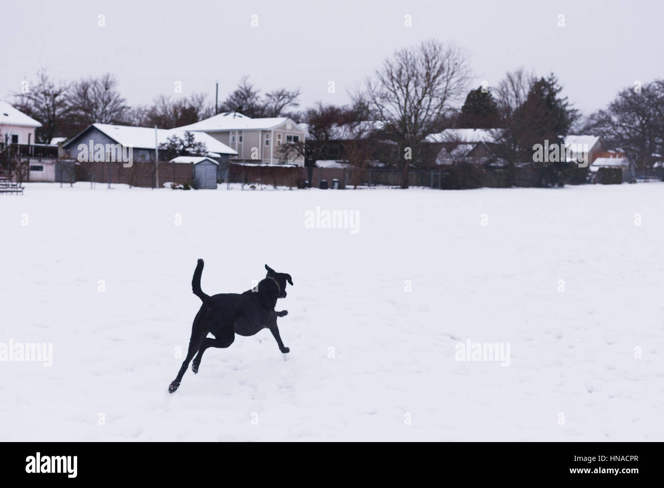 Happy dogs playing in snow hi-res stock photography and images - Alamy