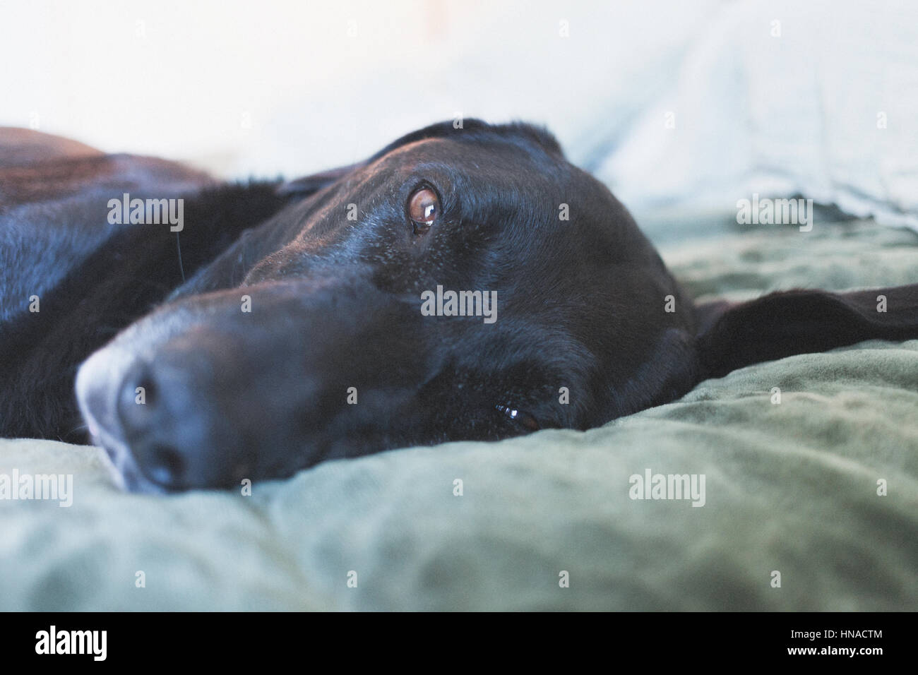 Big black dog resting on bed Stock Photo - Alamy
