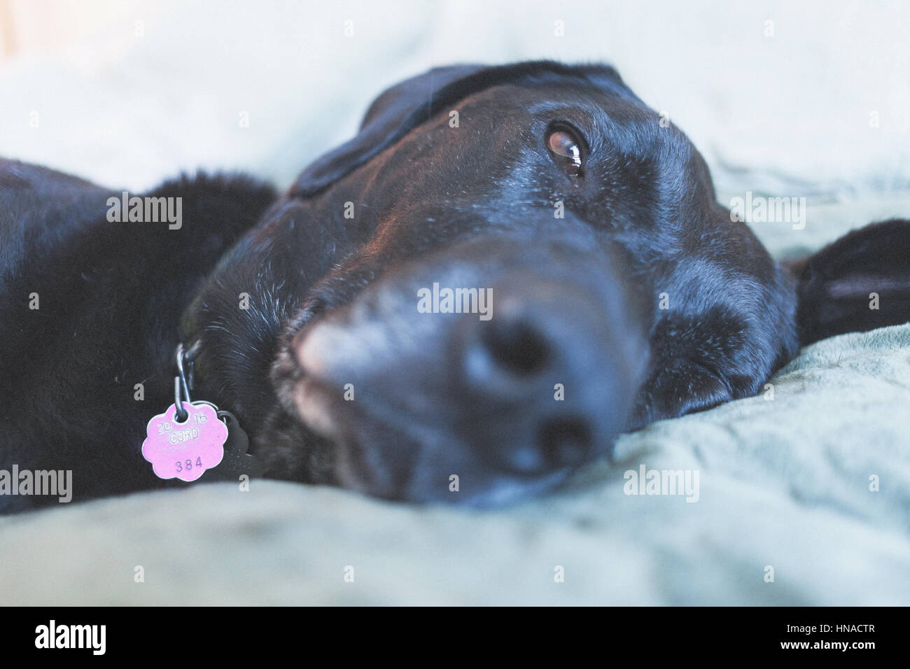 Pet lying on bed hi-res stock photography and images - Alamy