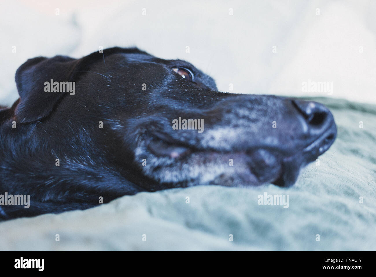Dog lying bed bed hi-res stock photography and images - Alamy