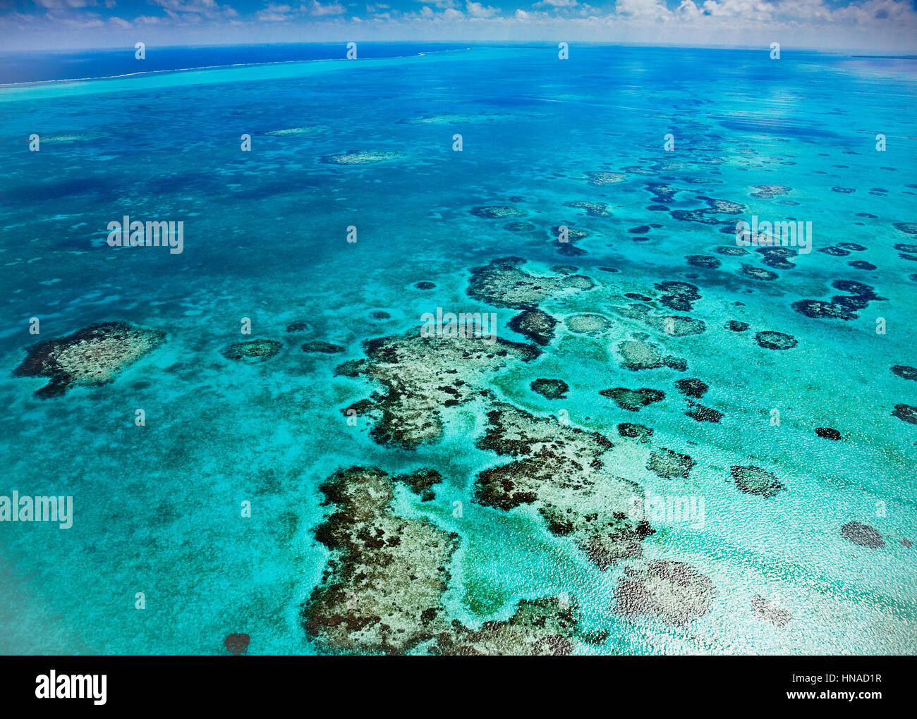 Reef detail, Belize, Caribbean Sea MesoAmerican Reef Reserve ...