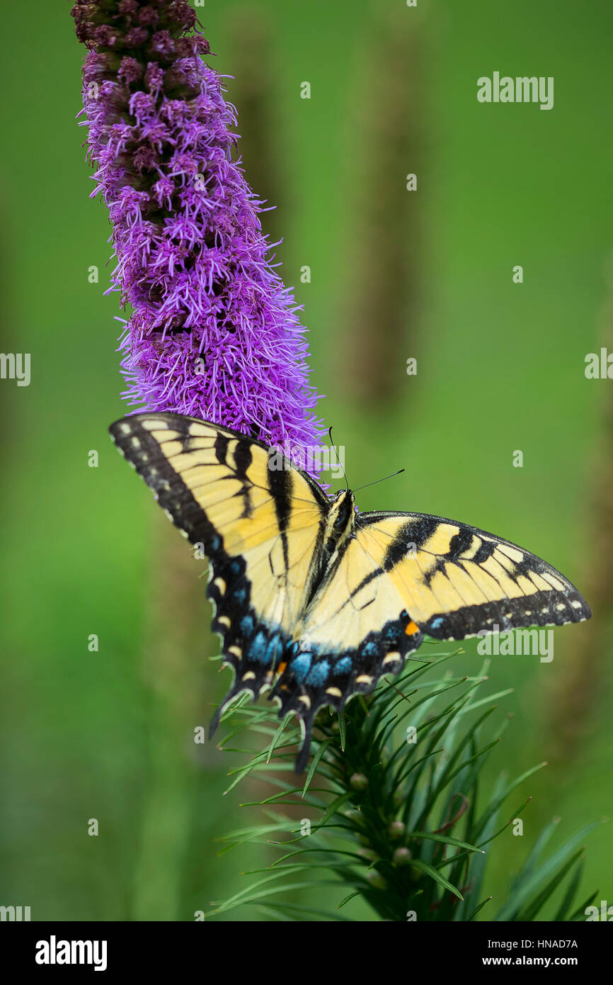 Butterfly plant hi-res stock photography and images - Alamy