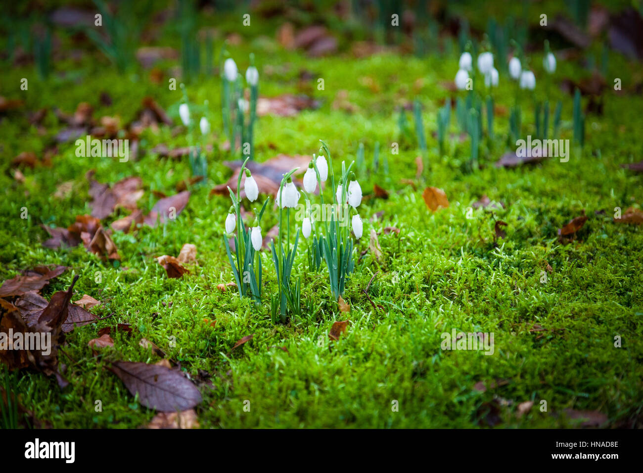 Snowdrops in the Wordsworth Daffodil Garden in Grasmere, Lake District ...