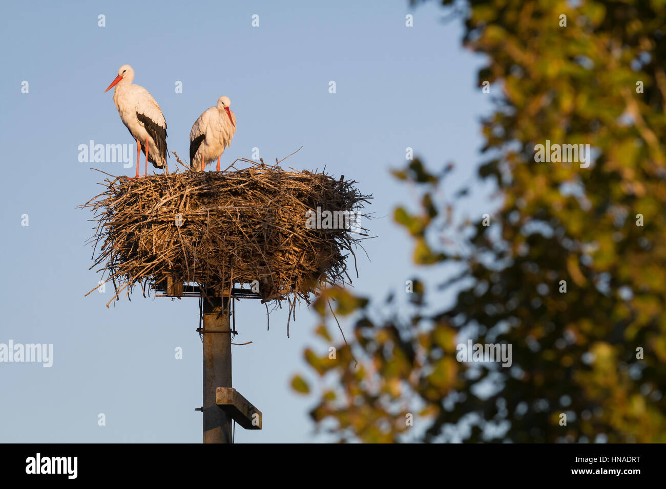 White stork (Ciconia ciconia) pair at nest on artificial nesting ...