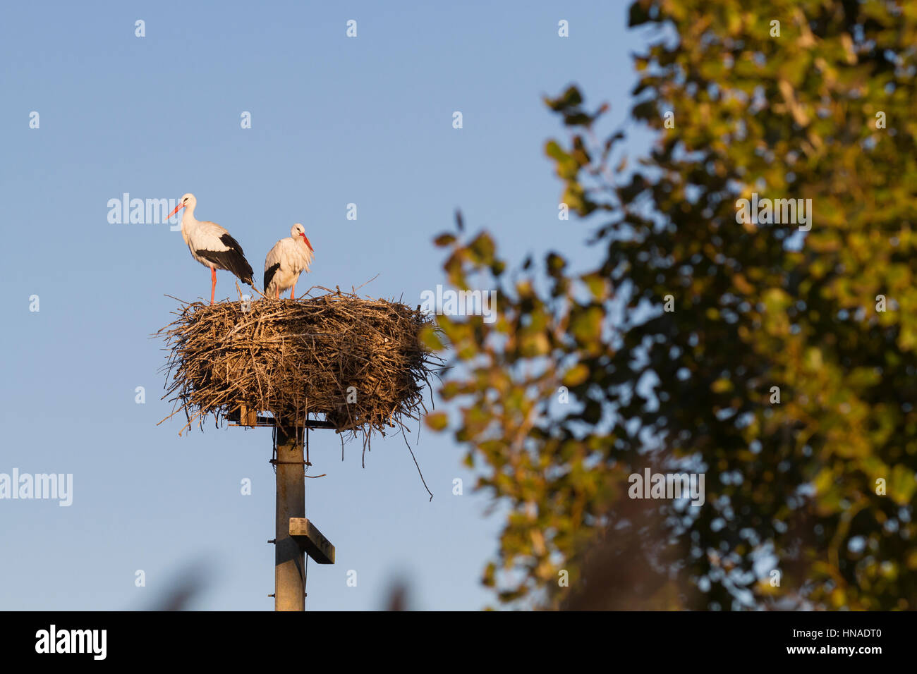 On artificial nesting platform hi-res stock photography and images - Alamy