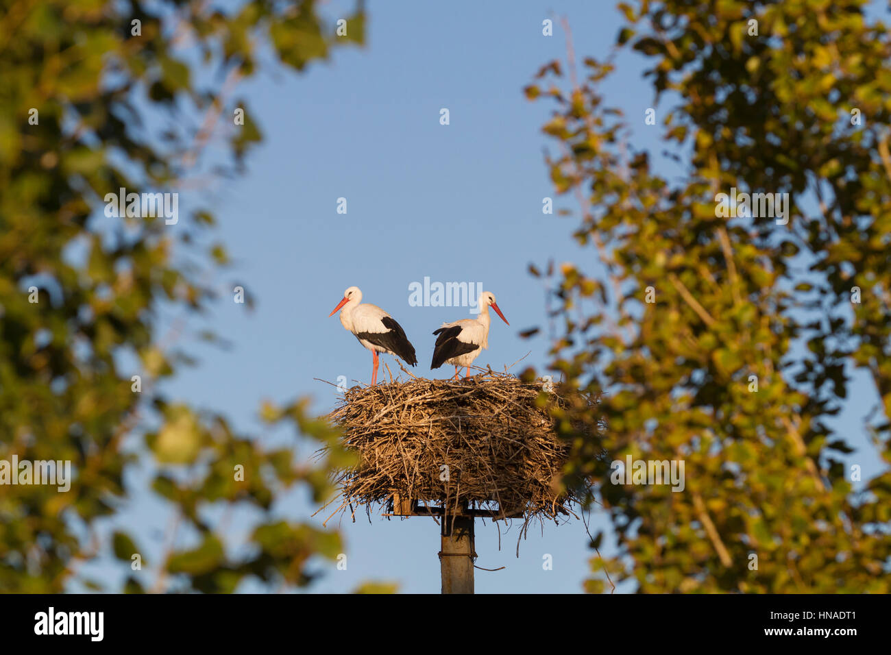White stork (Ciconia ciconia) pair at nest on artificial nesting ...