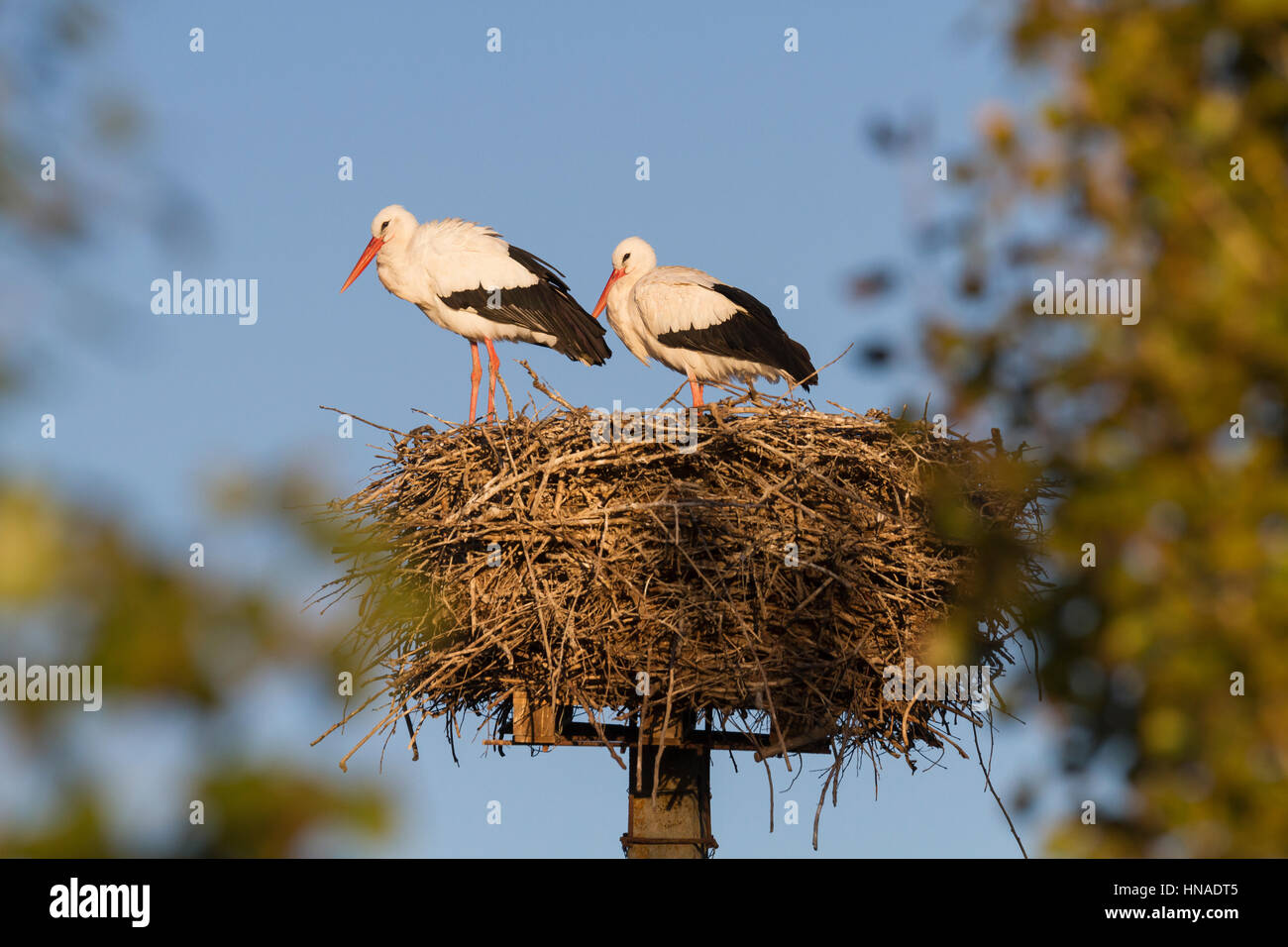 On artificial nesting platform hi-res stock photography and images - Alamy