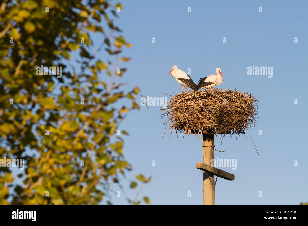 On artificial nesting platform hi-res stock photography and images - Alamy