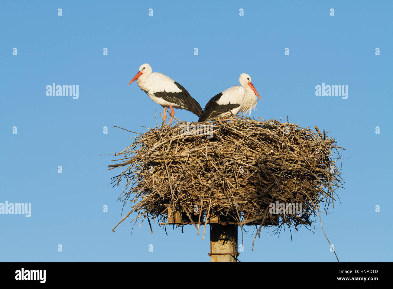 Nesting platform hi-res stock photography and images - Alamy