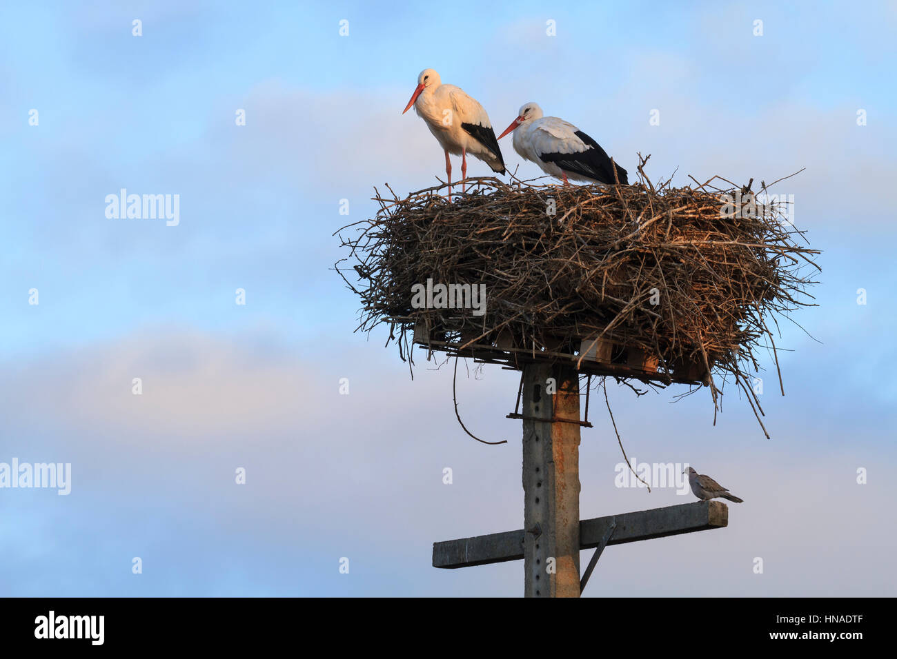 White stork (Ciconia ciconia) pair at nest on artificial nesting ...