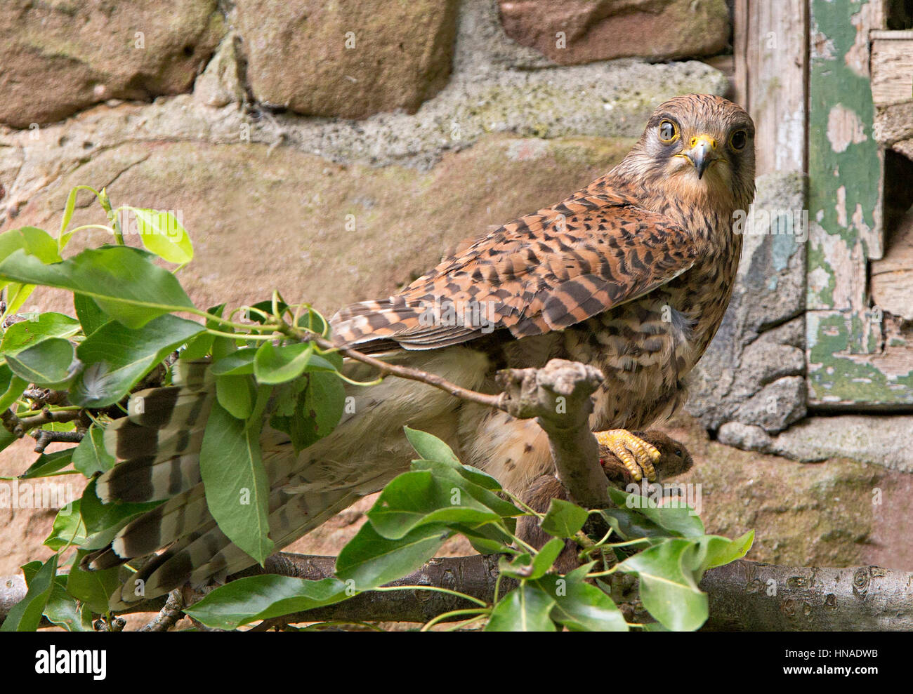 female kestrel perching Stock Photo - Alamy