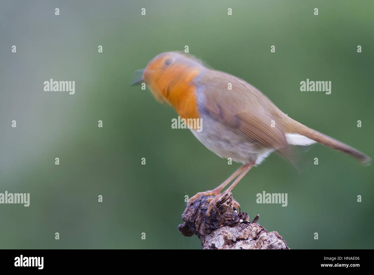 European Robin (Erithacus rubecula) shaking head. Albufera Natural Park ...