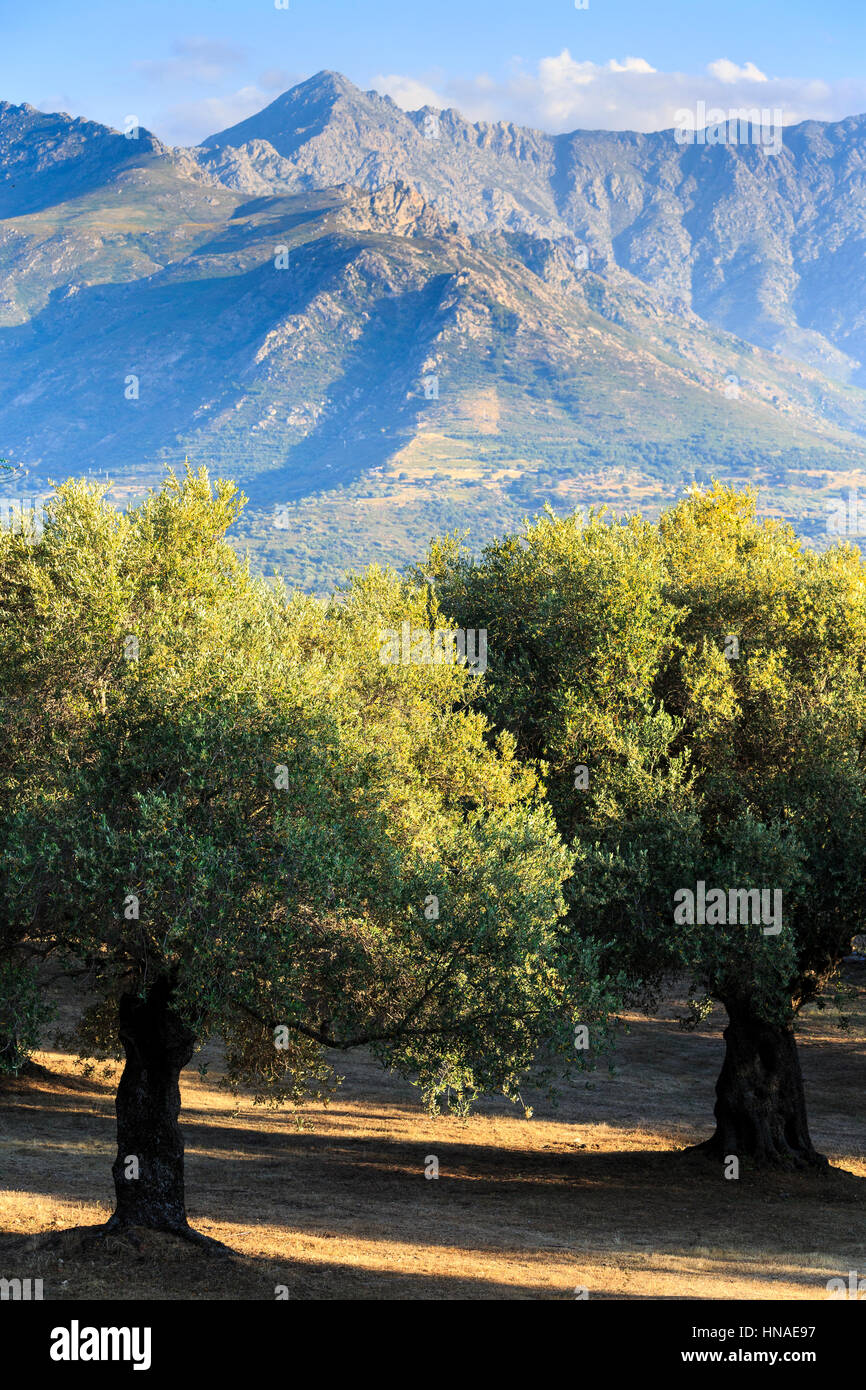 Mountain view from Monticello towards Speloncato, The Balagne,Corsica ...