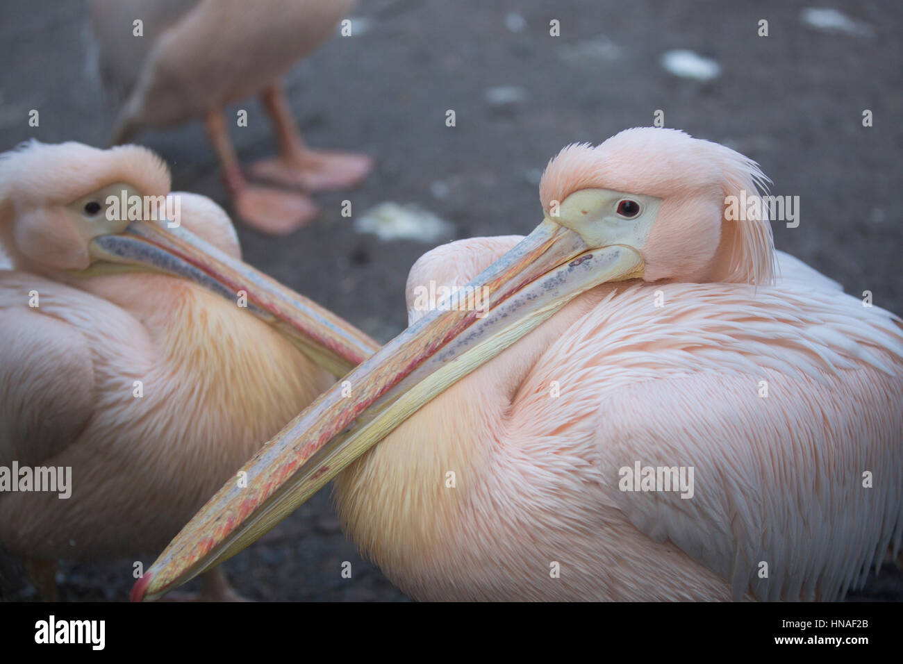great white pelicans Stock Photo - Alamy