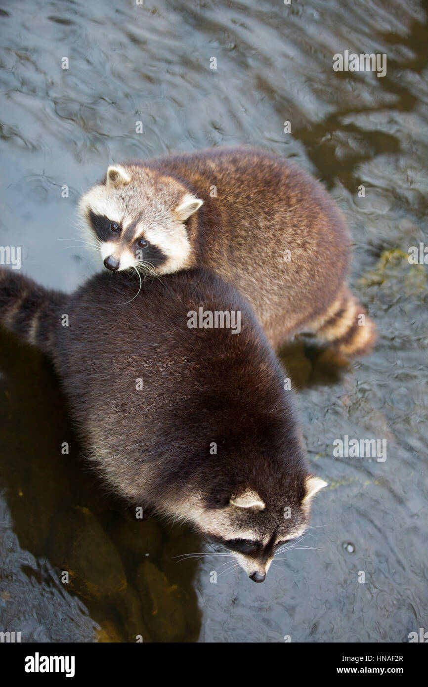 Raccoon conservation hi-res stock photography and images - Alamy