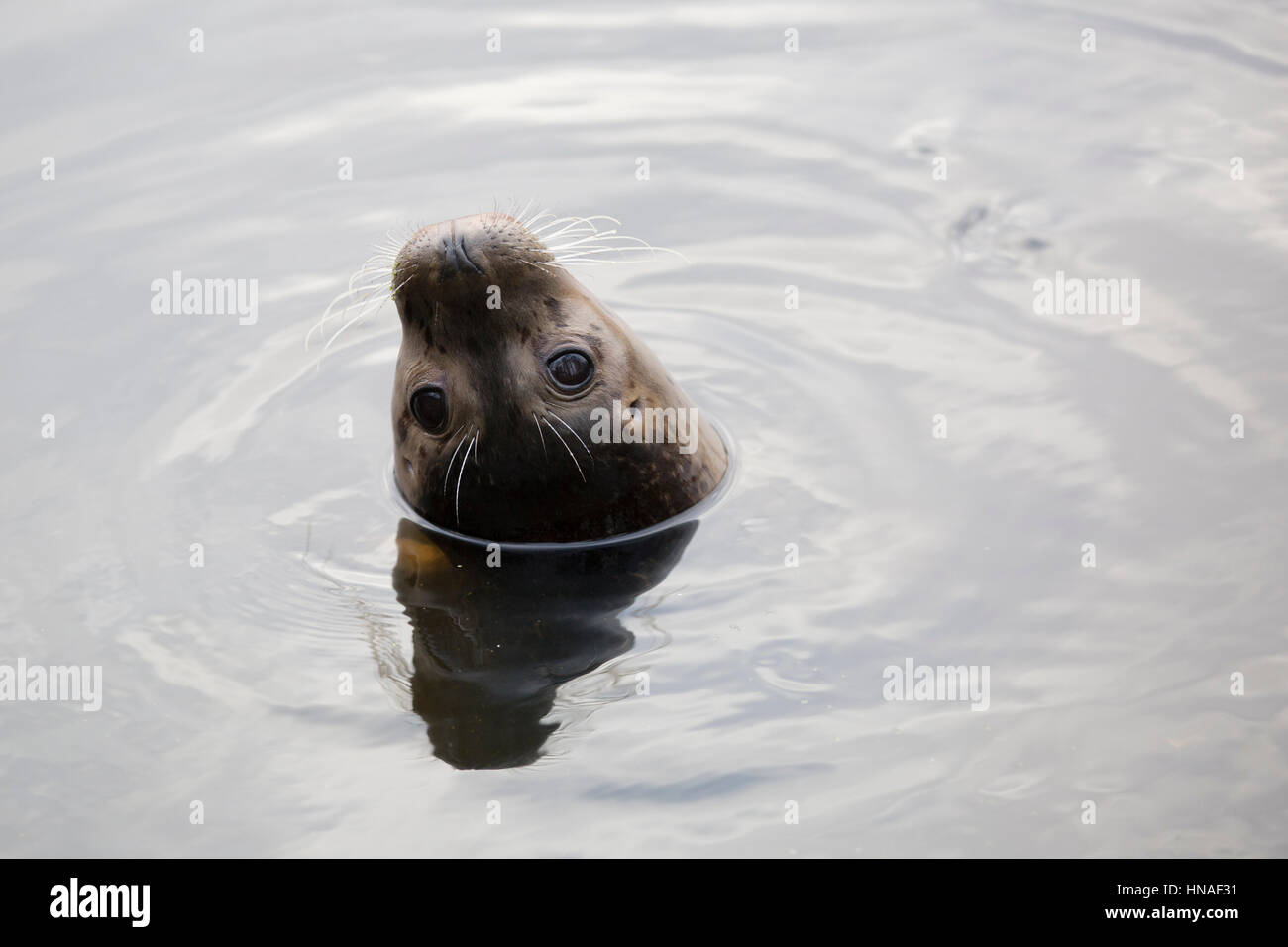 Big seal hi-res stock photography and images - Alamy