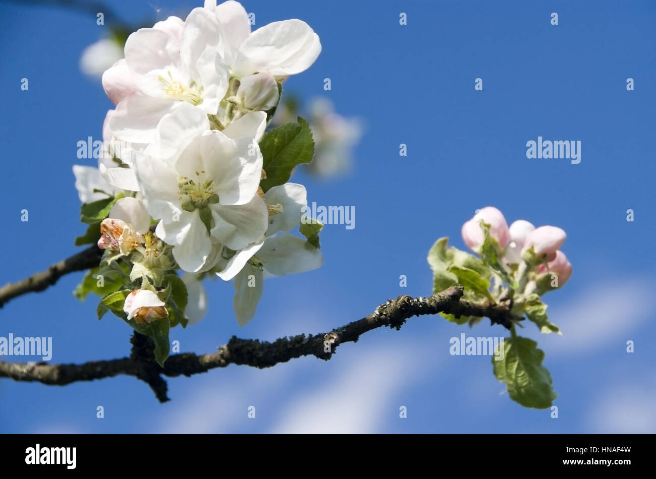 Apfelblueten - apple blossoms Stock Photo - Alamy