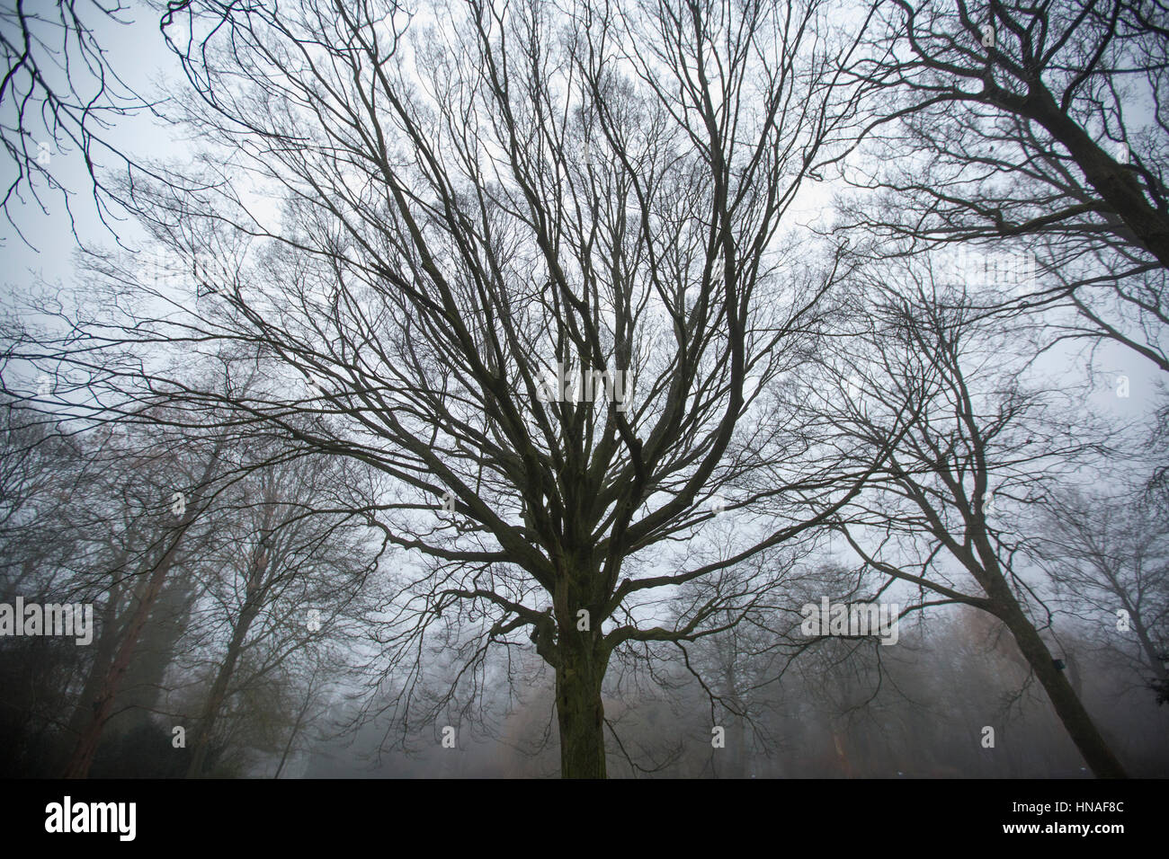 Sleepy Hollow Tree High Resolution Stock Photography and Images - Alamy