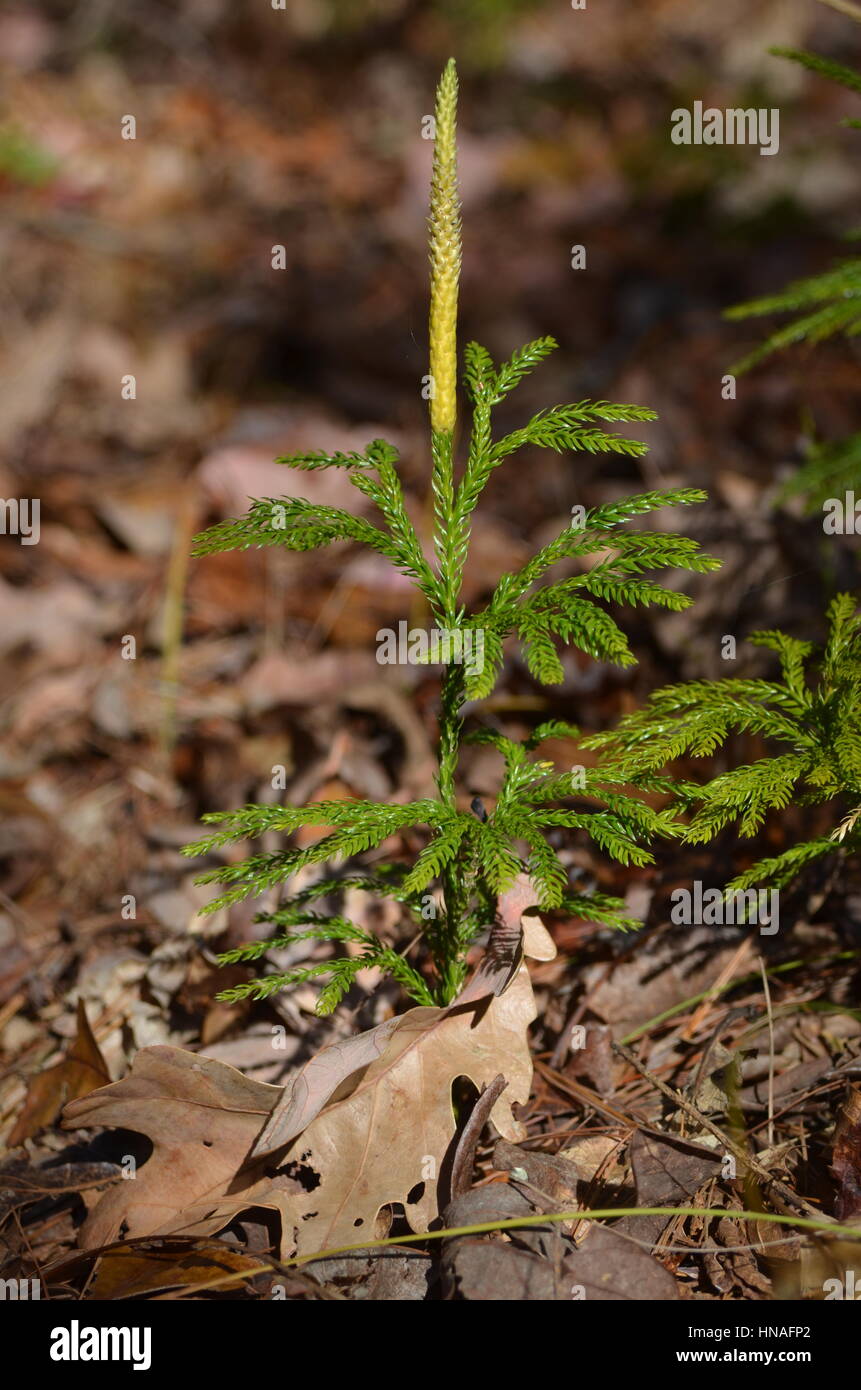 Princess pine hi-res stock photography and images - Alamy