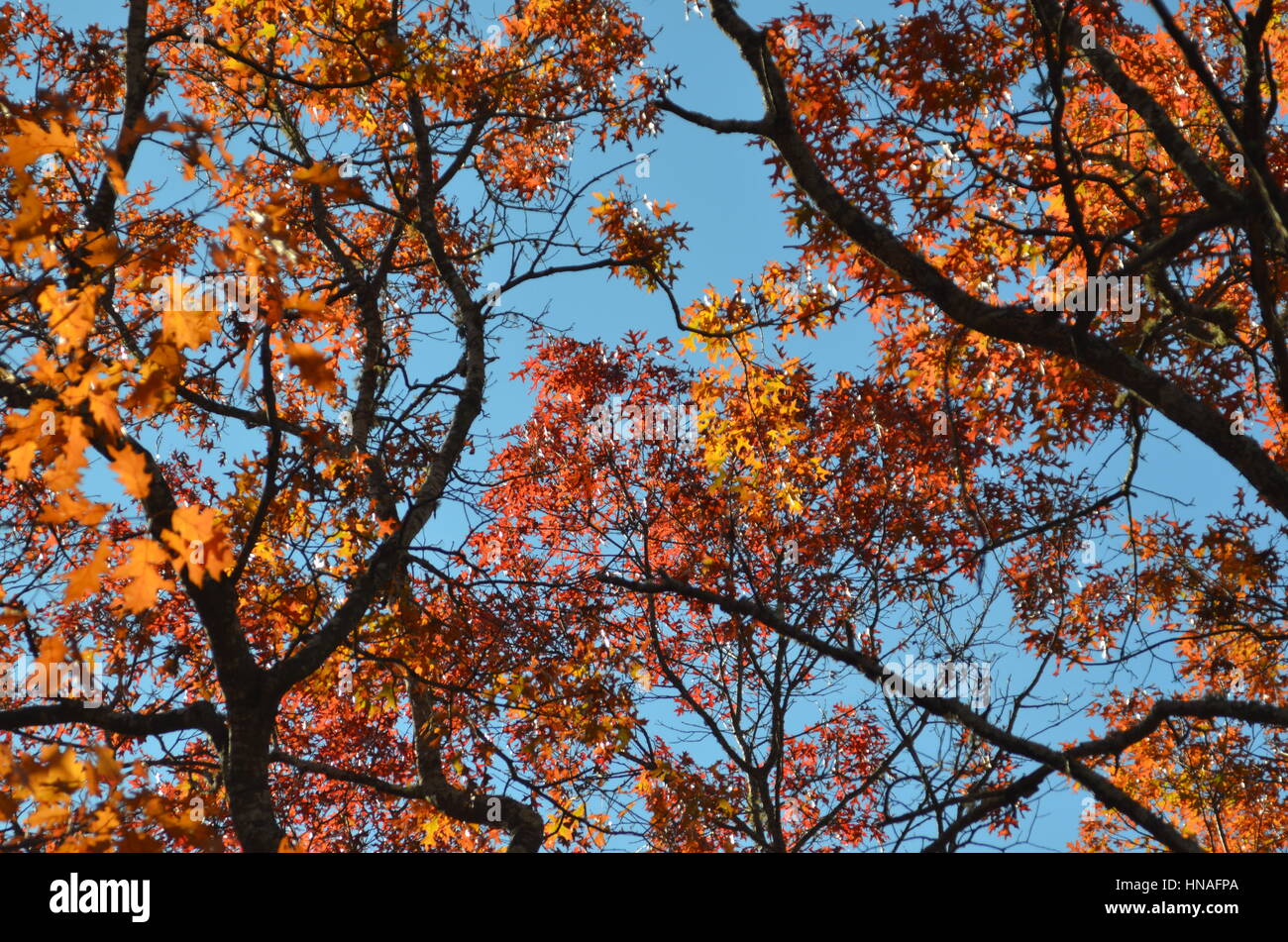 Autumn leaves in the sun Stock Photo - Alamy