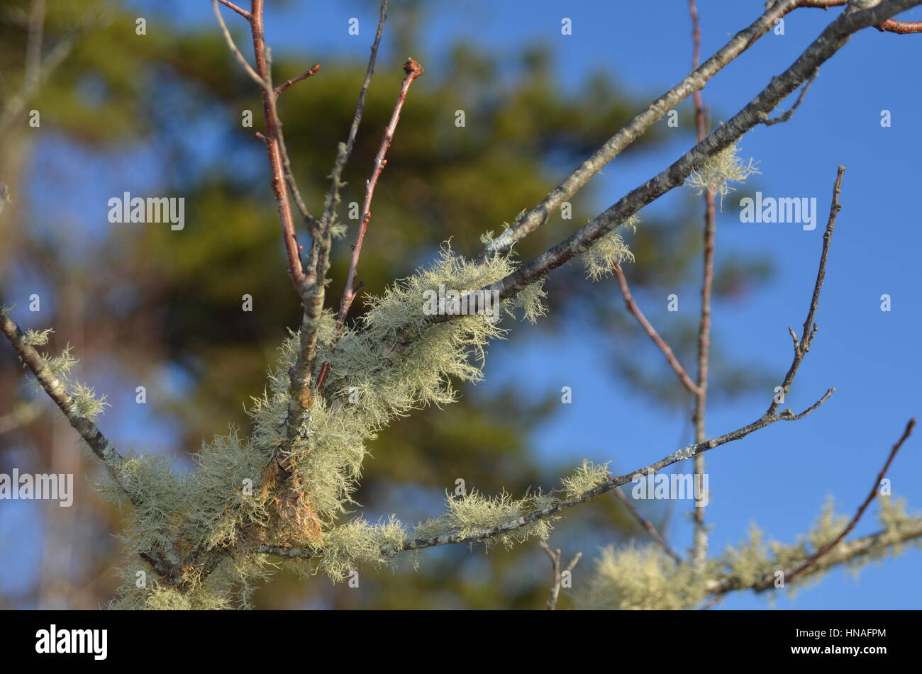 Lichen on a tree branch Stock Photo - Alamy